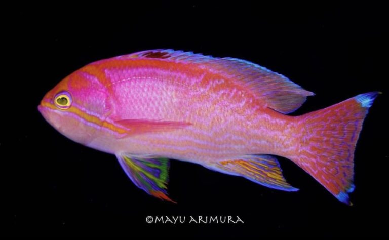 ツースポットバスレット。ダイビングブログ/オーシャンライフバリのブログ